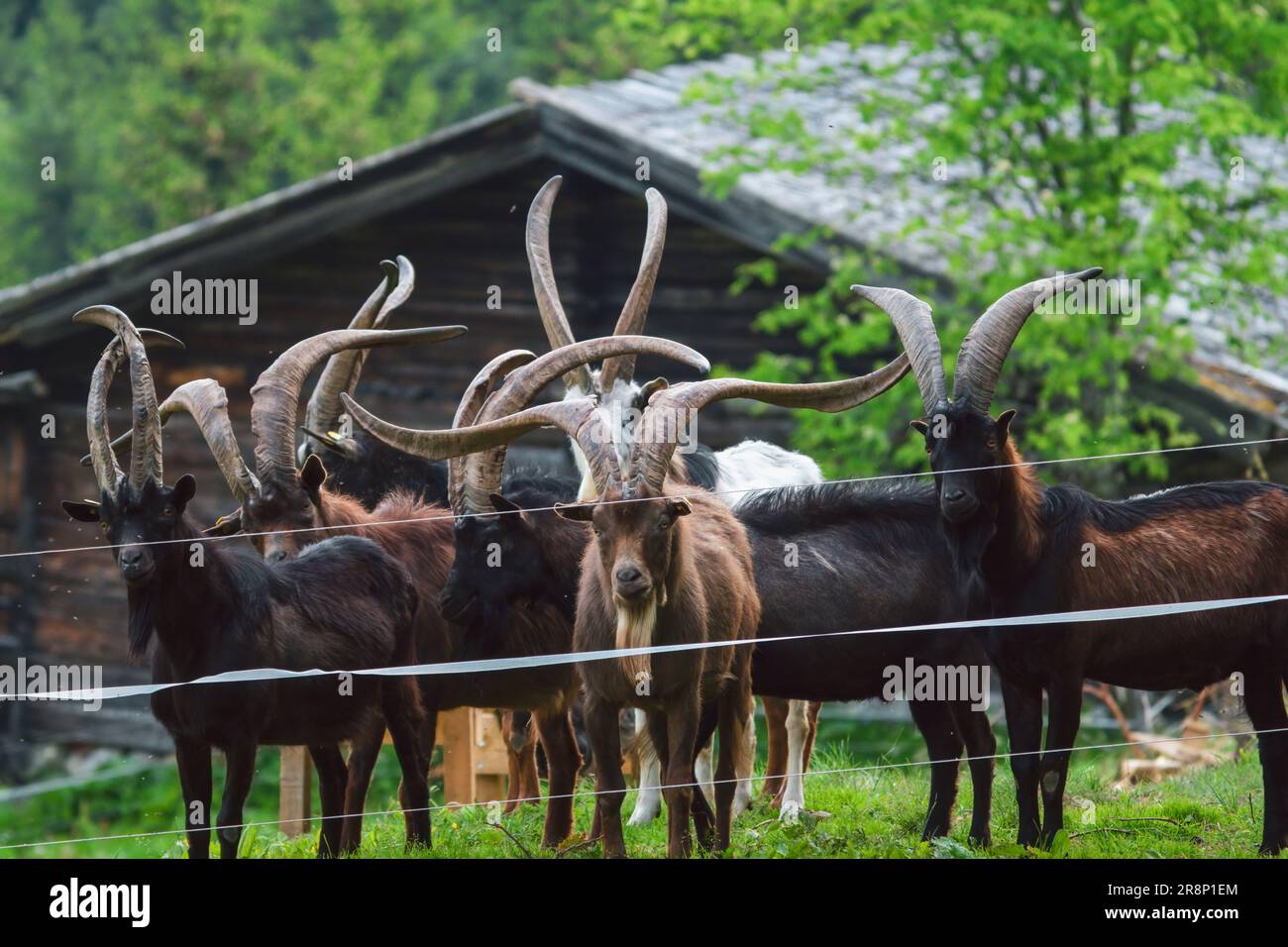 a group of goats with long horns and goatee is gated on a green ...