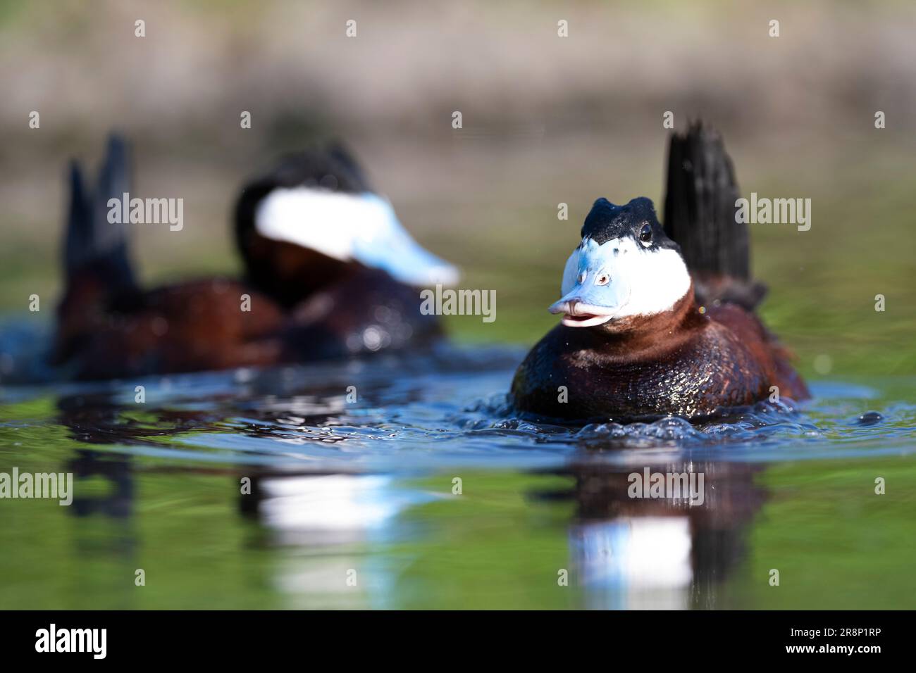 Ruddy Ducks in the spring in South Dakota Stock Photo - Alamy