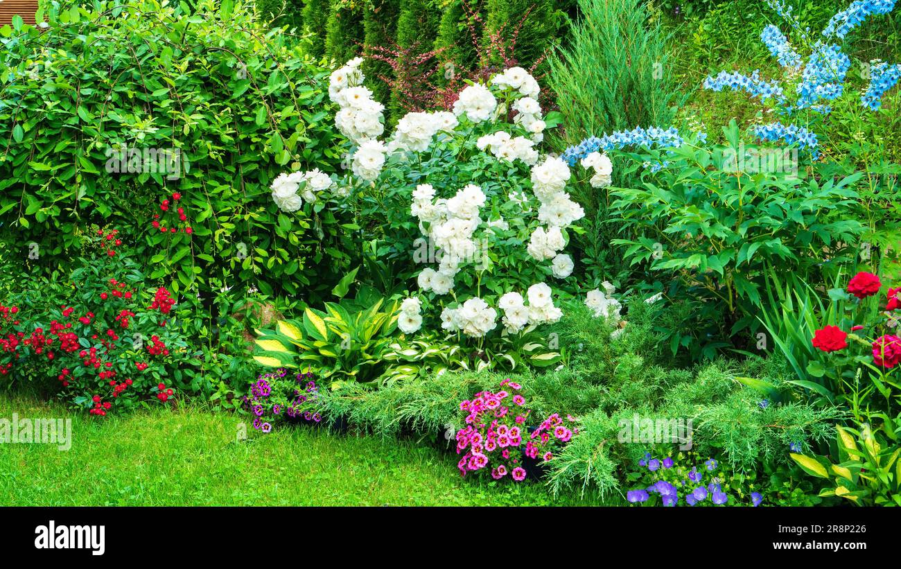 Mixed border with a large lawn. Ideas for organizing a mixed border in ...