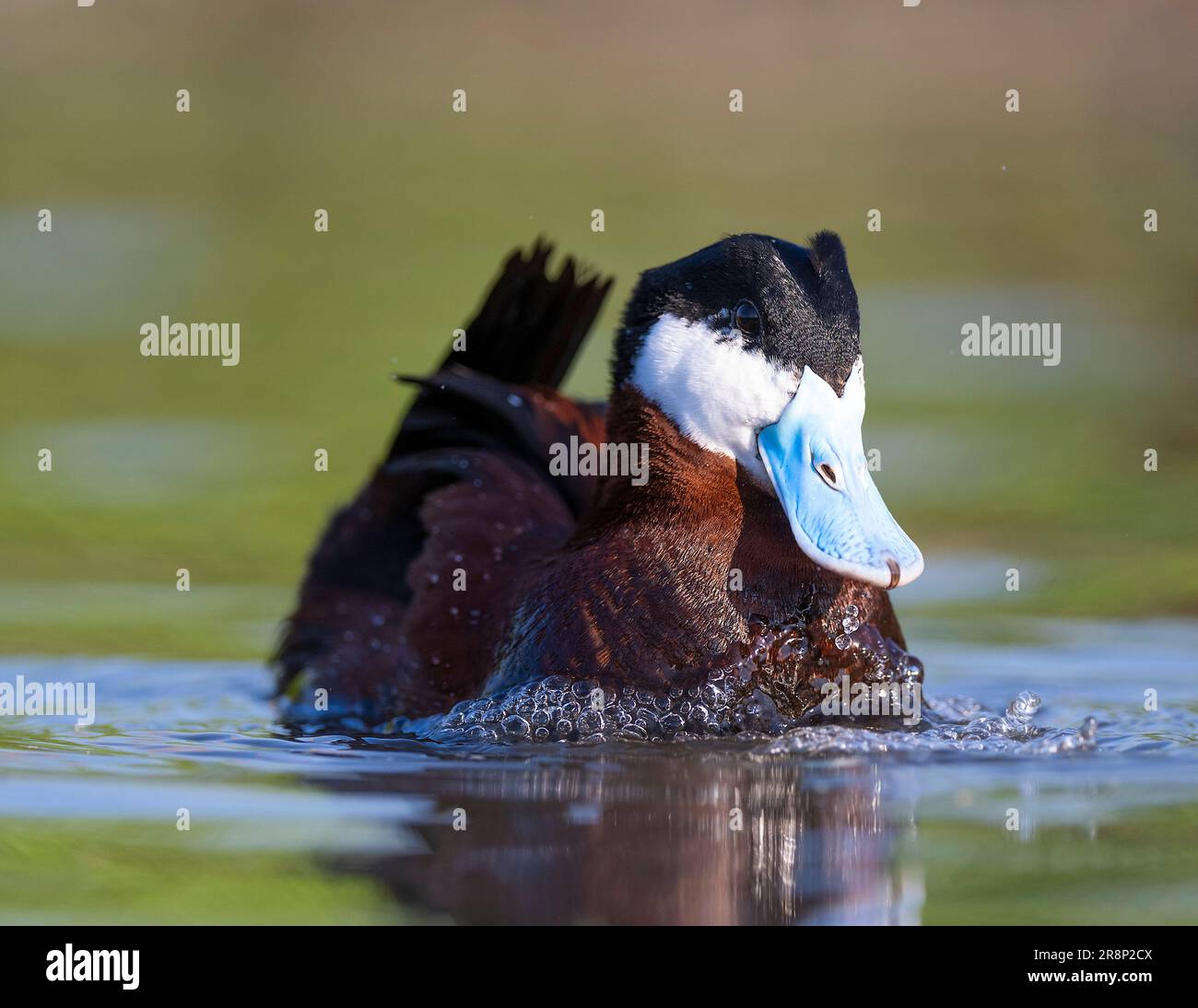 Ruddy Ducks in the spring in South Dakota Stock Photo - Alamy