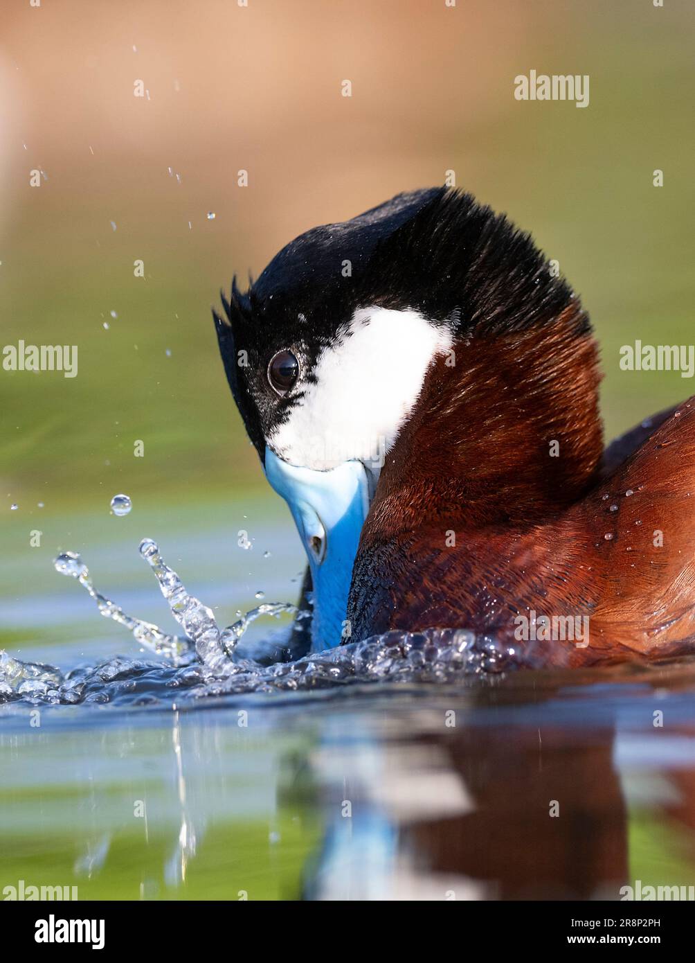 Ruddy Ducks in the spring in South Dakota Stock Photo - Alamy