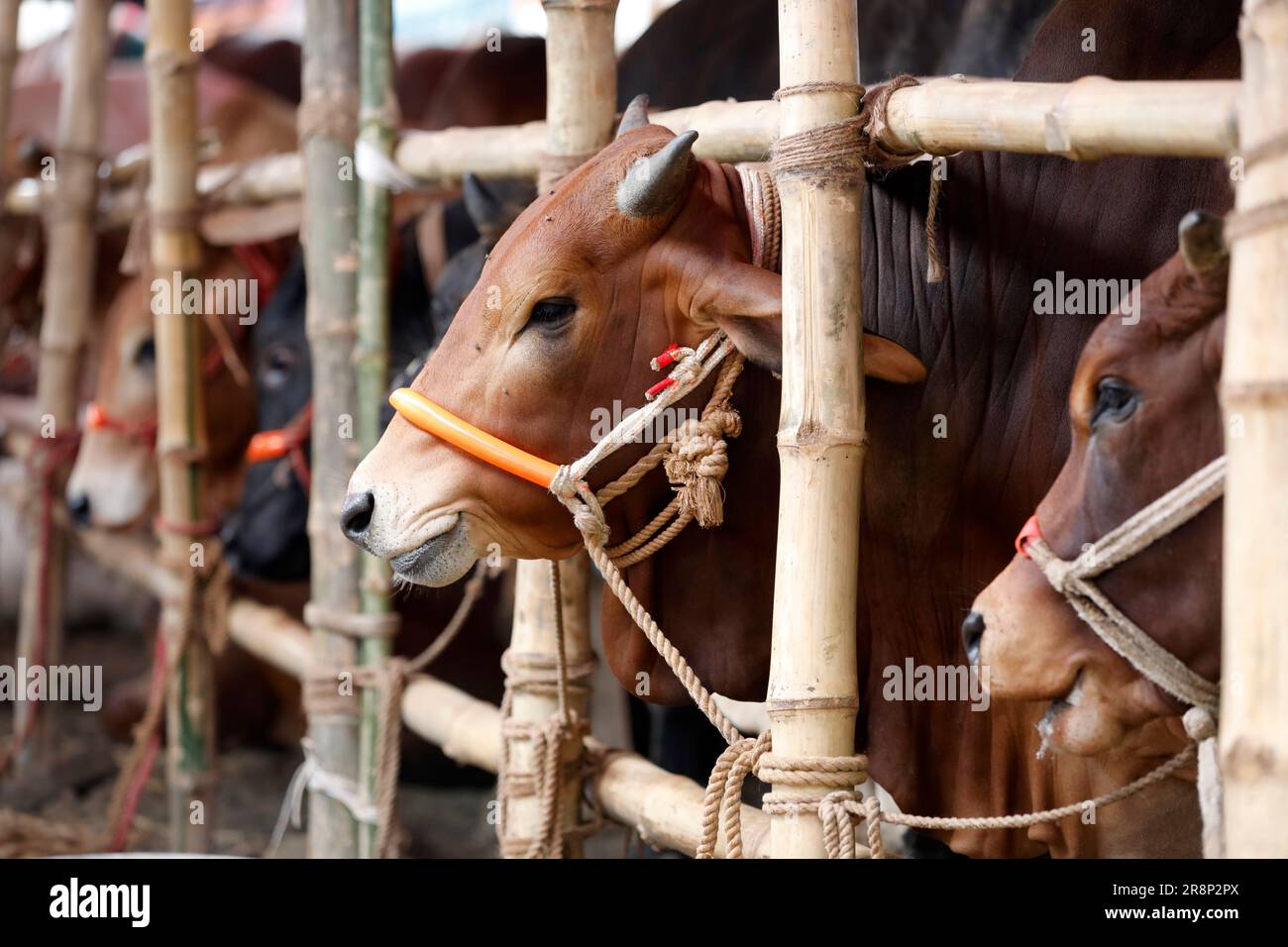 Dhaka, Bangladesh - June 22, 20023: Bangladeshi traders wait for the customer at a cattle market ...