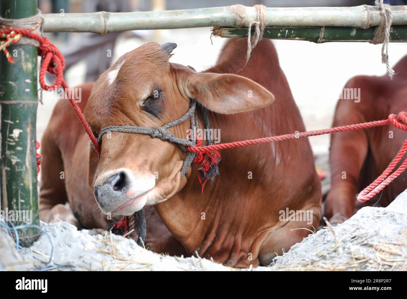 Dhaka, Bangladesh - June 22, 20023: Bangladeshi traders wait for the customer at a cattle market ...