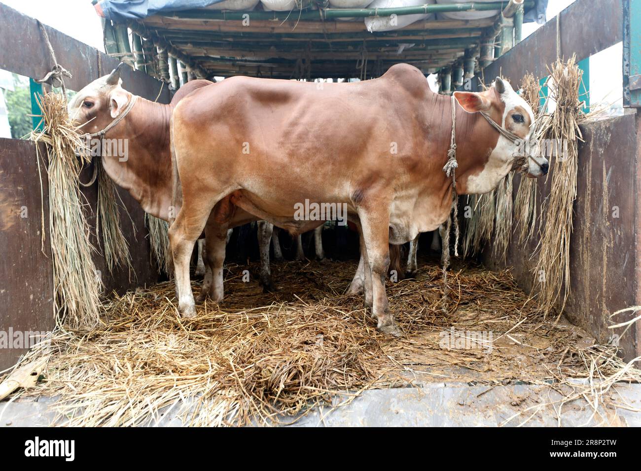 Dhaka, Bangladesh -June 22, 20023: Bangladeshi traders unloading a truck of sacrificial animals ...