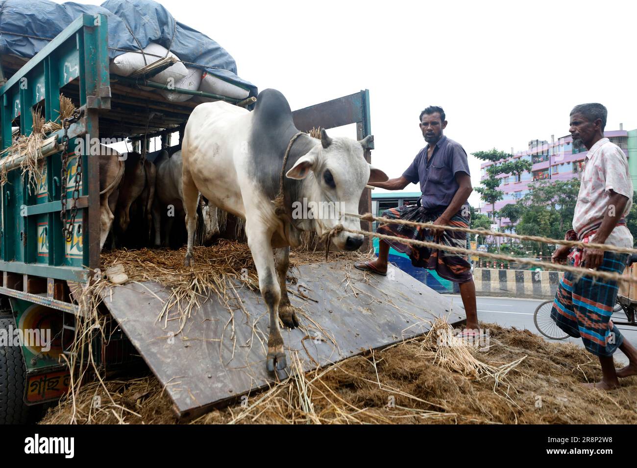 Dhaka, Bangladesh -June 22, 20023: Bangladeshi traders unloading a truck of sacrificial animals ...
