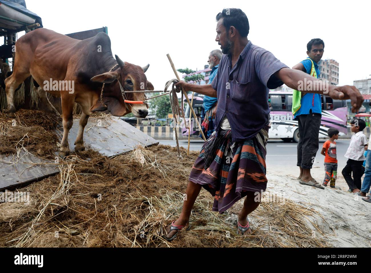 Dhaka, Bangladesh -June 22, 20023: Bangladeshi traders unloading a truck of sacrificial animals ...