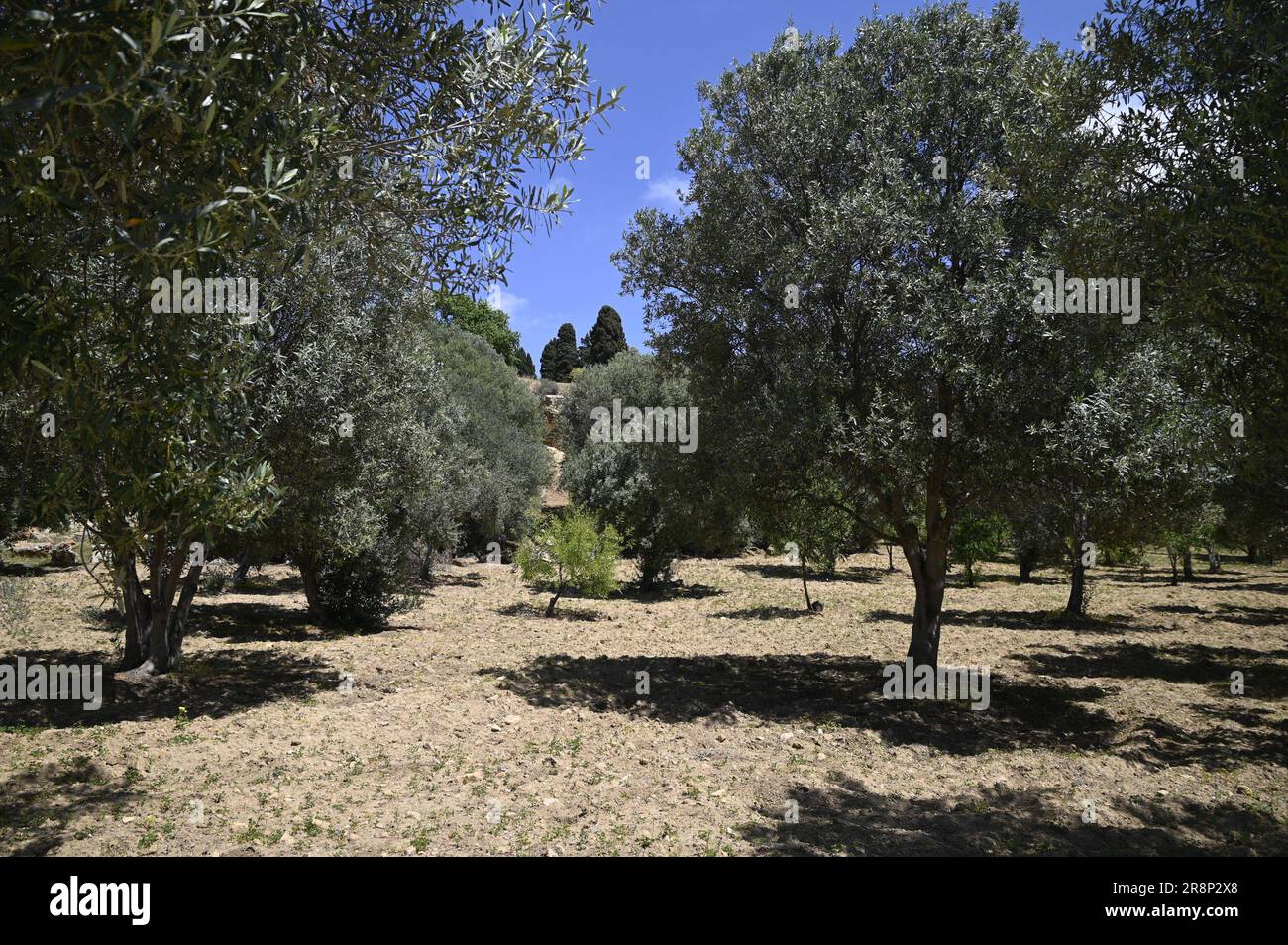 Scenic rural landscape in the countryside of Agrigento in Sicily, Italy ...