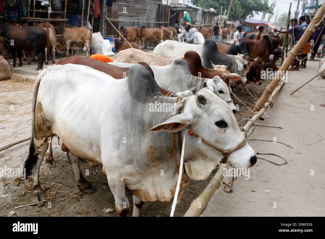 Dhaka, Bangladesh - June 22, 20023: Bangladeshi traders wait for the customer at a cattle market ...