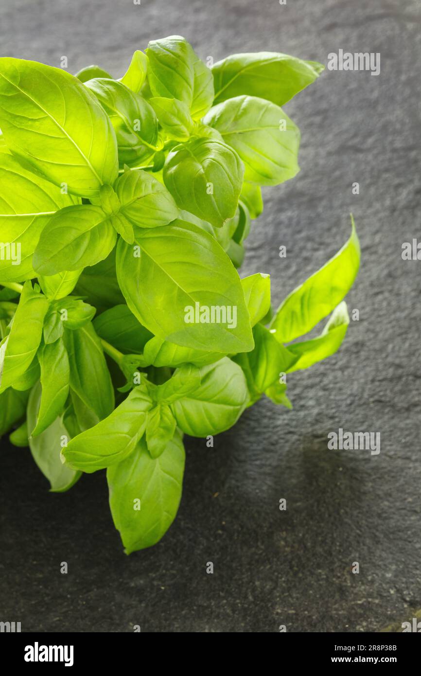Basil Herb Series No 7, Ocimum Baslicum, Great Basil, Sweet Basil ...