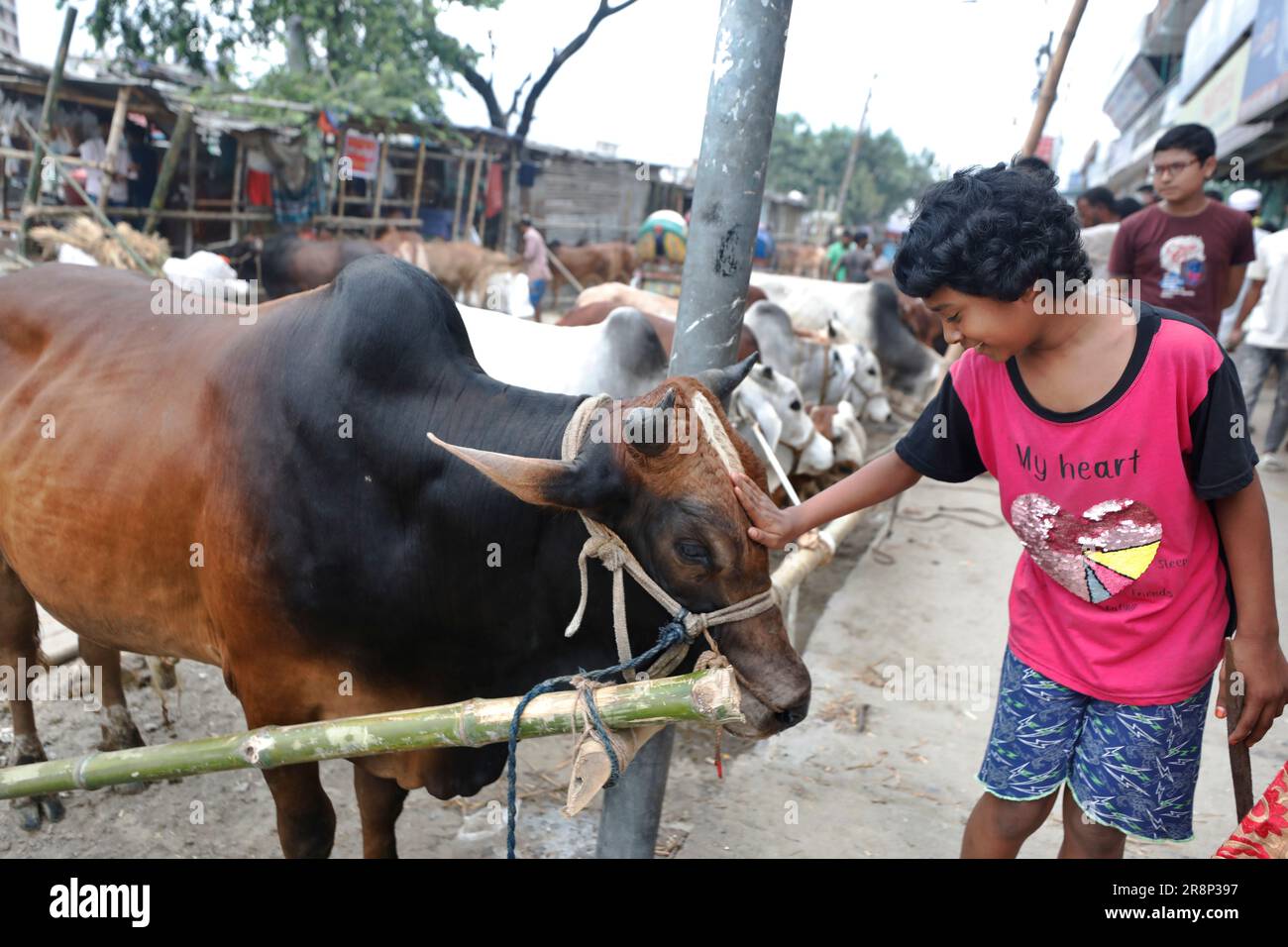 Dhaka, Bangladesh - June 22, 20023: Bangladeshi traders wait for the customer at a cattle market ...