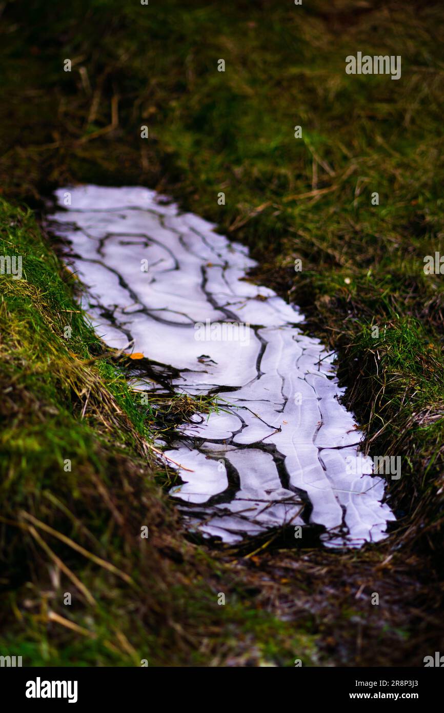 A picturesque puddle of frozen water surrounded by a patch of glass ...