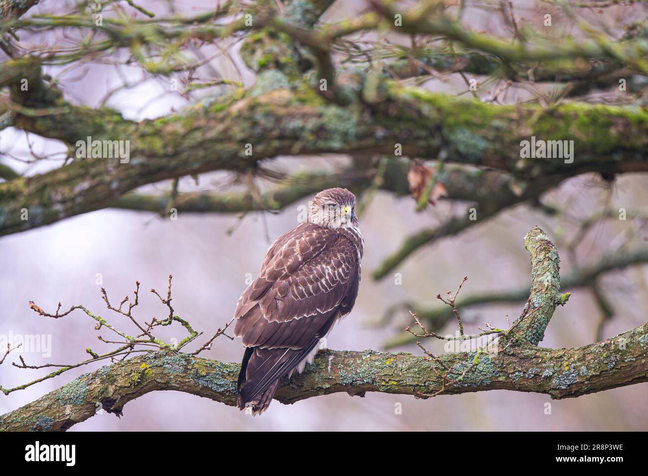 Buzzards tree hi-res stock photography and images - Alamy