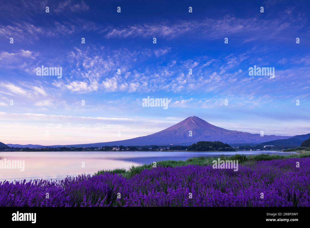 Fuji and Lavender Stock Photo - Alamy
