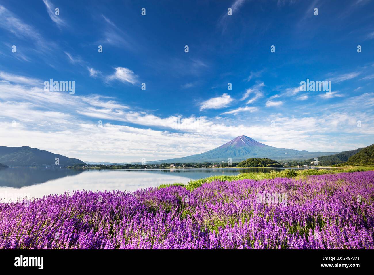 Fuji and Lavender Stock Photo - Alamy