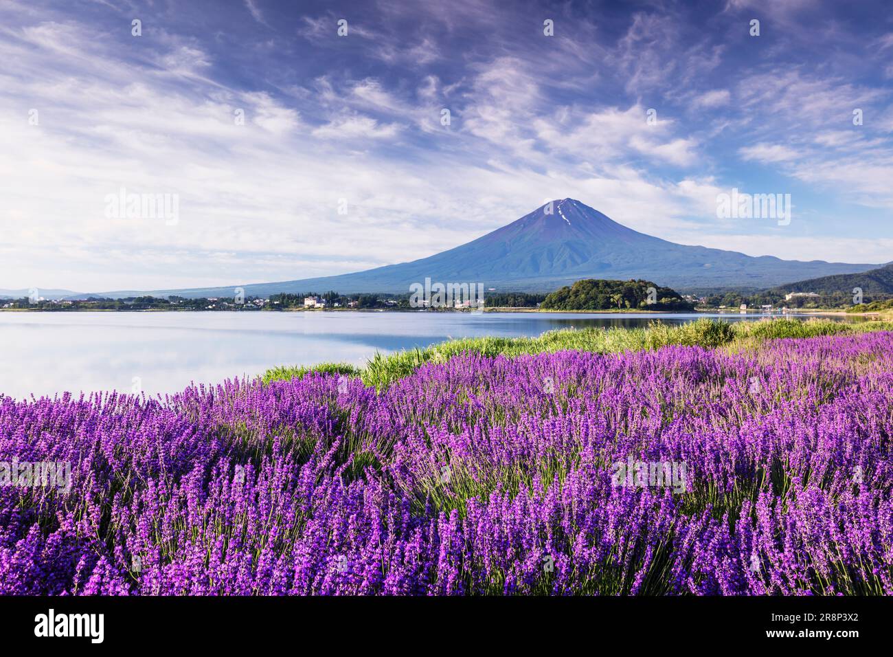 Fuji and Lavender Stock Photo - Alamy