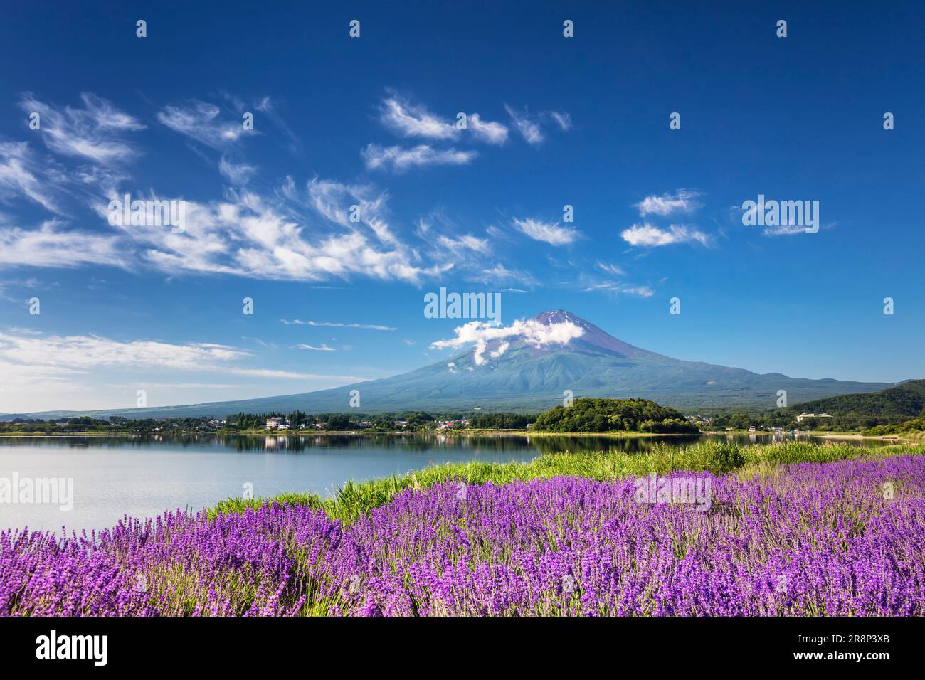 Fuji and Lavender Stock Photo - Alamy