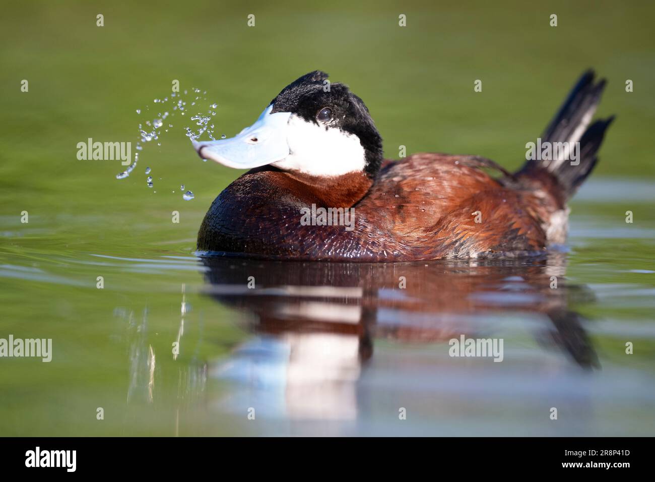 Stifftail duck hi-res stock photography and images - Alamy