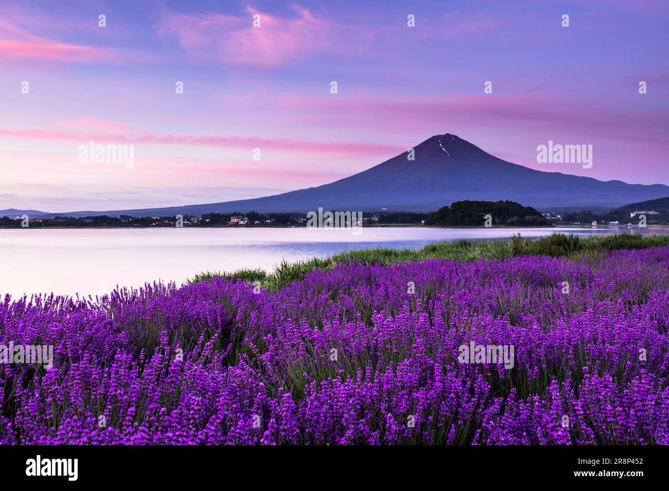 Lavender glow hi-res stock photography and images - Alamy