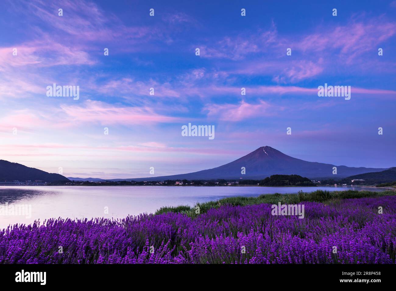 Lavender glow hi-res stock photography and images - Alamy