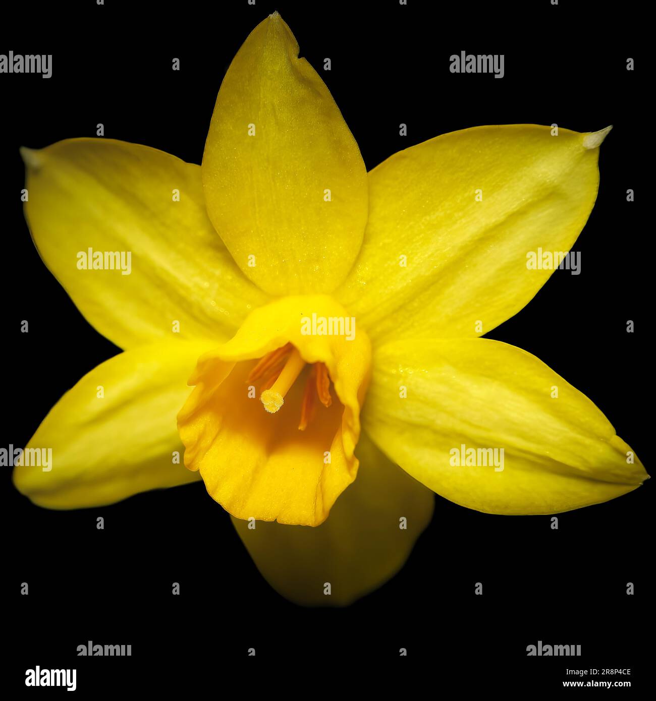 Black background portrait of a daffodil Stock Photo - Alamy