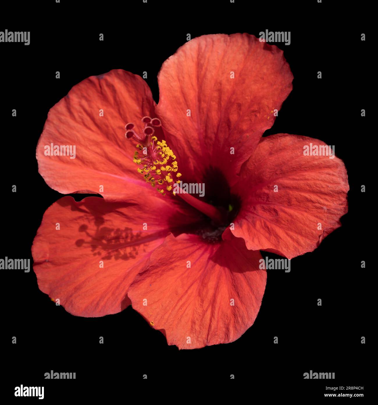 Seamless background red hibiscus hi-res stock photography and images ...