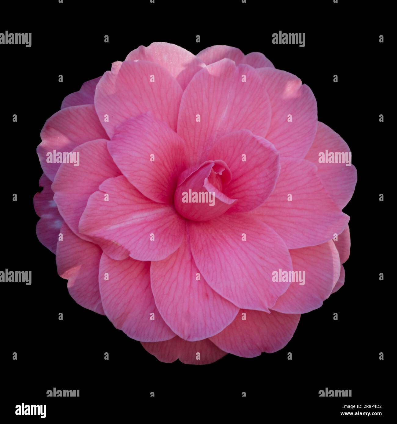 Red rose macro style hi-res stock photography and images - Alamy