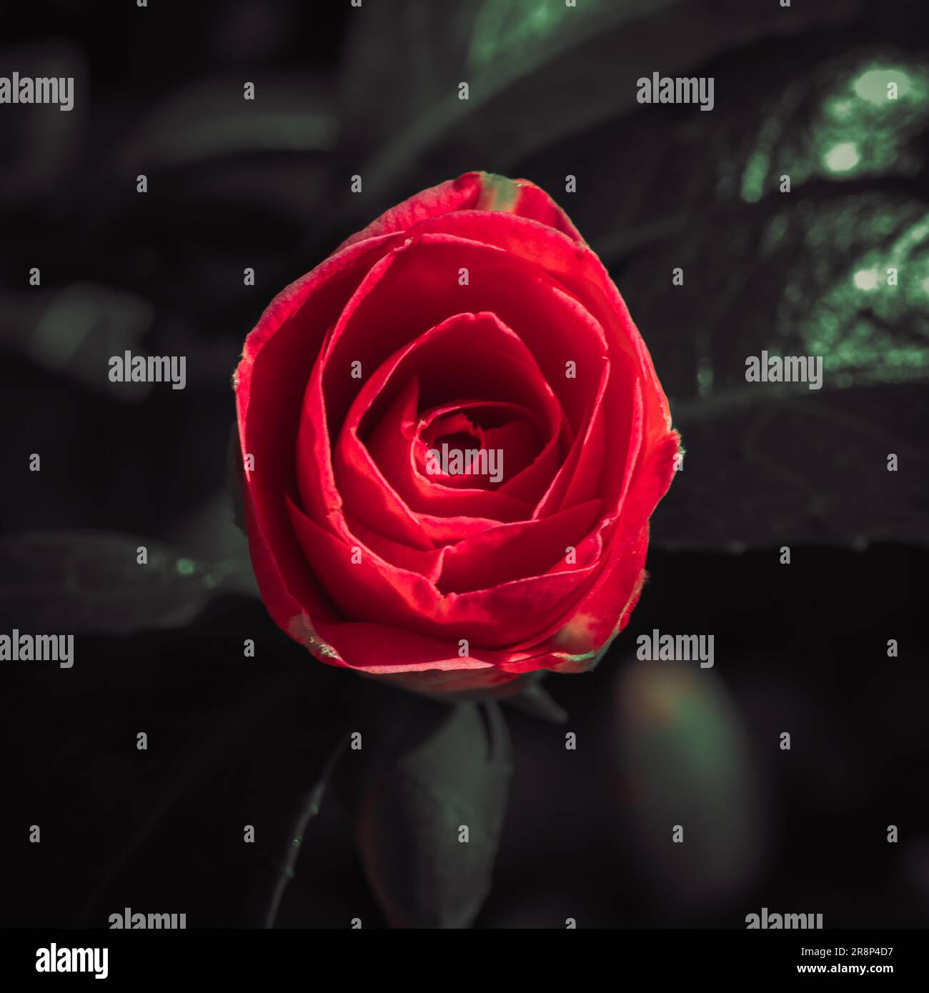 A rose from our garden. Playing around with an atmospheric edit Stock ...