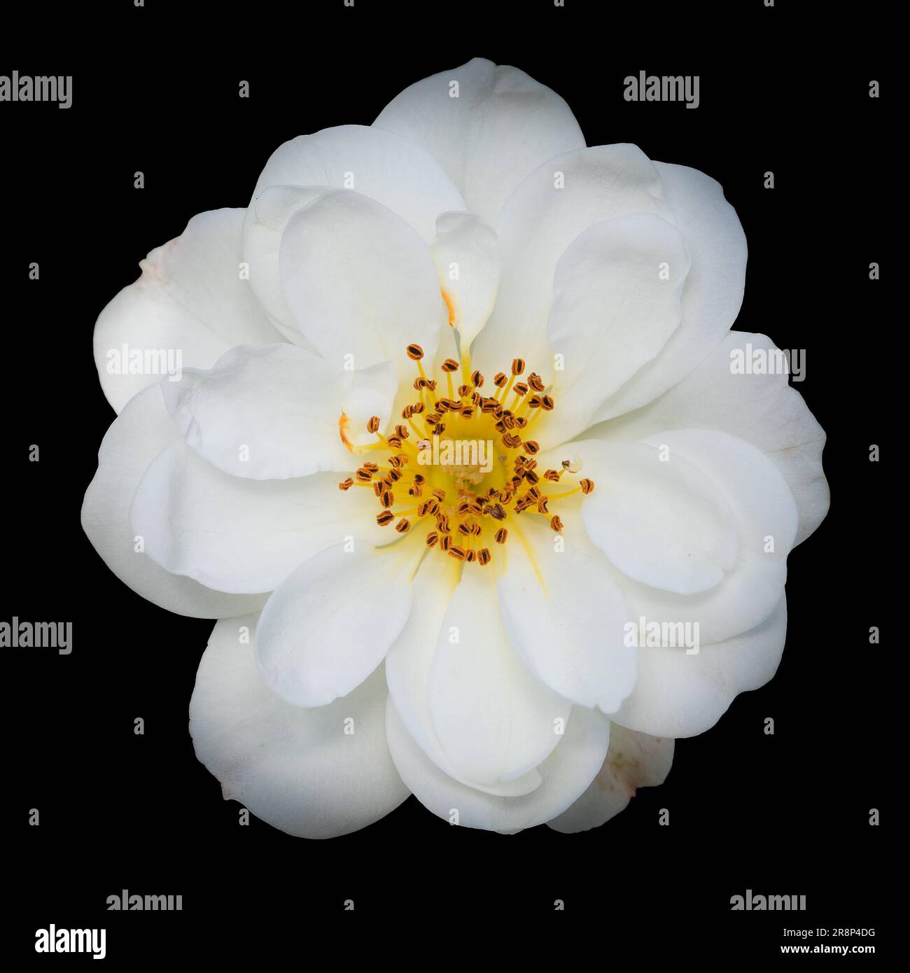 Wichuras rose hi-res stock photography and images - Alamy