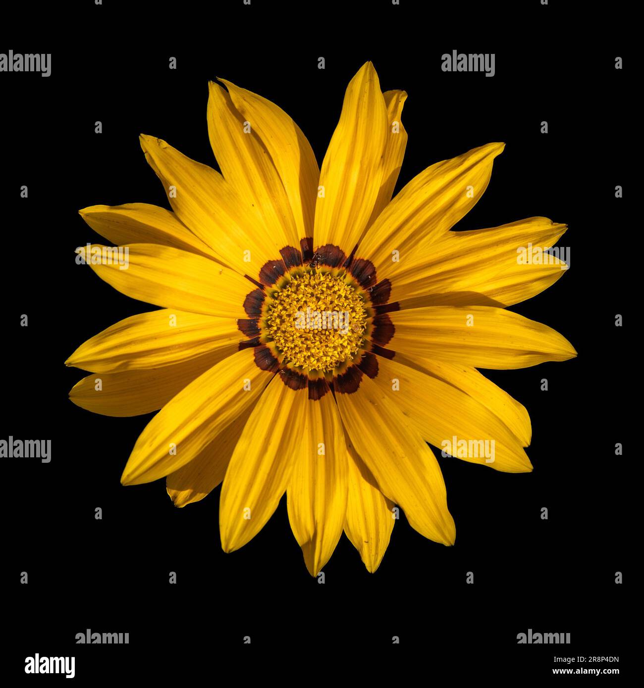Daisy treasure hi-res stock photography and images - Alamy