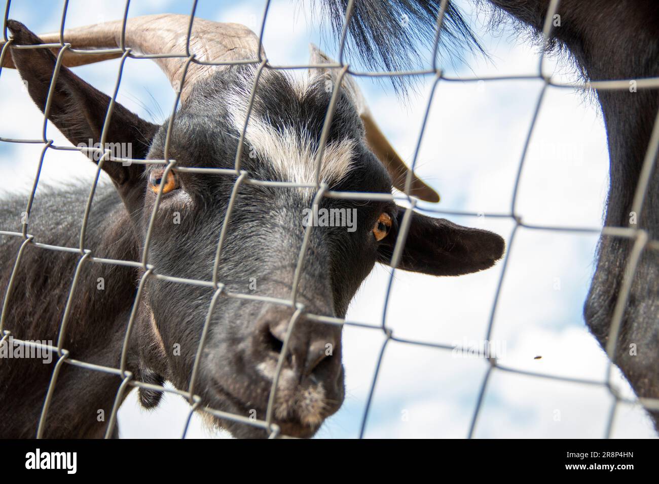 Black goat with white spots looking through the bars where it is locked ...