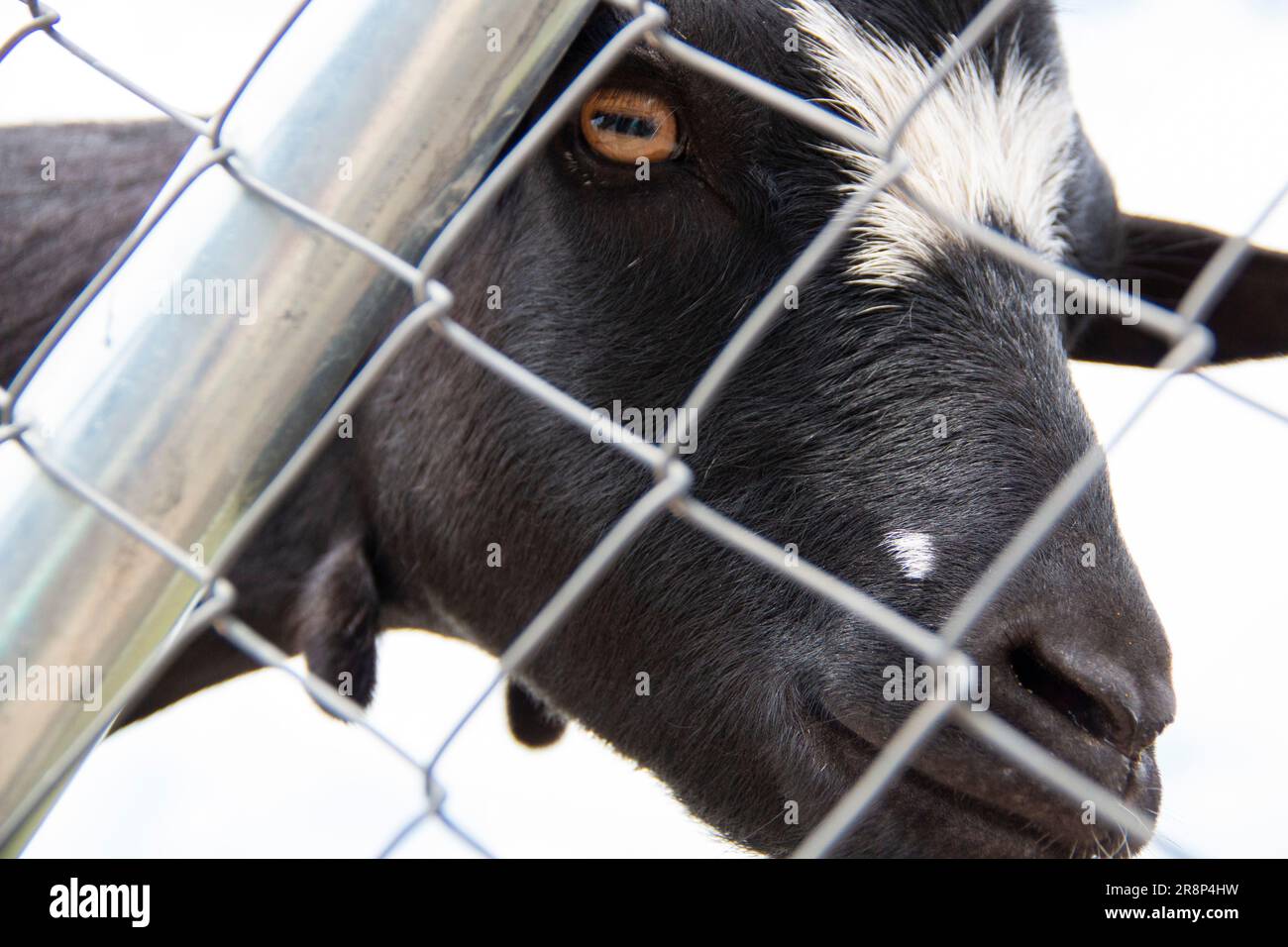 Black goat with white spots looking through the bars where it is locked ...