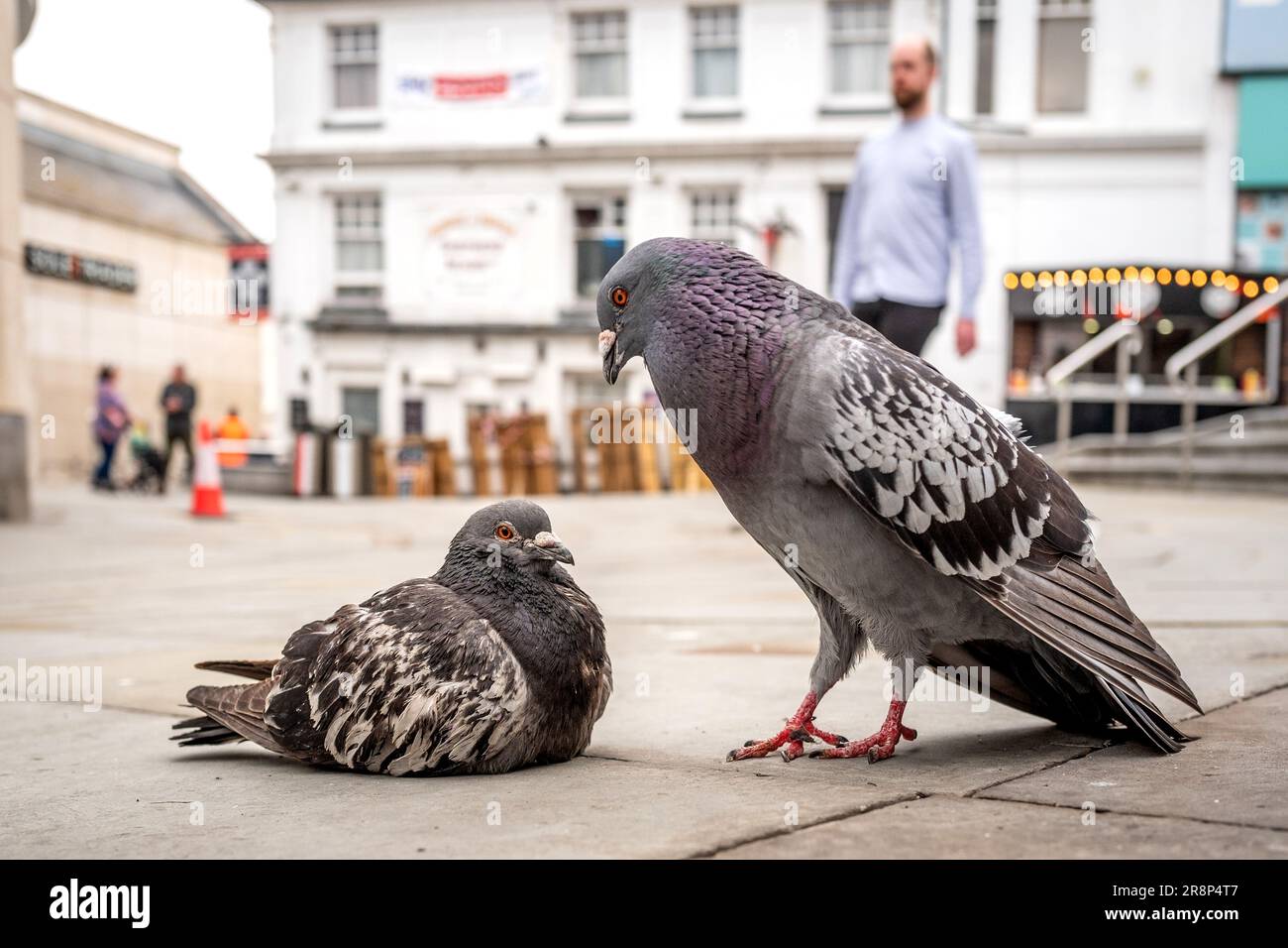 Brighton, June 19th 2023: Pigeon in Brighton's Churchill Square Stock ...