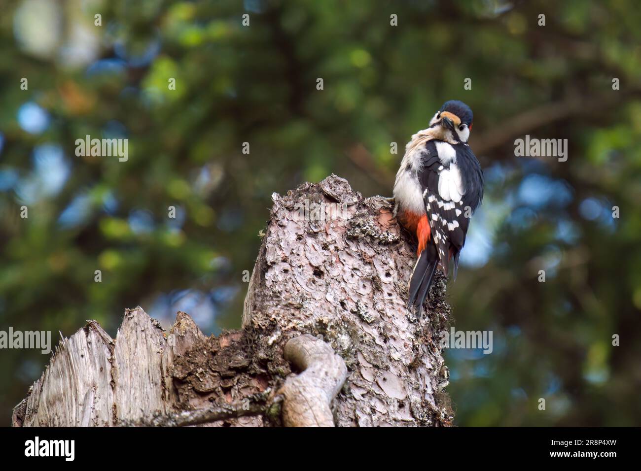 great spotted woodpecker male , dendrocopos major, perched on a spruce ...