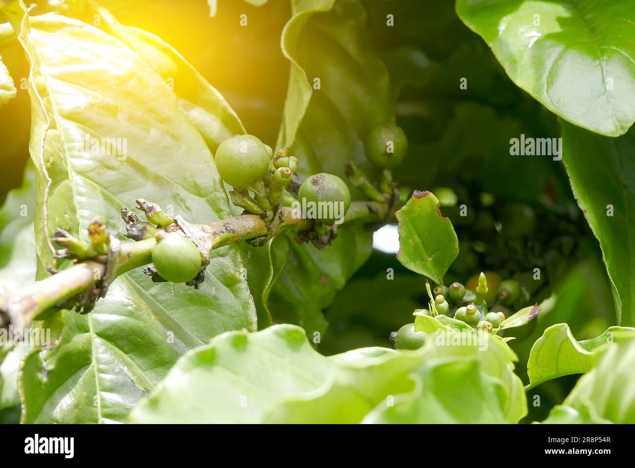 Leaf coffee tree hi-res stock photography and images - Alamy