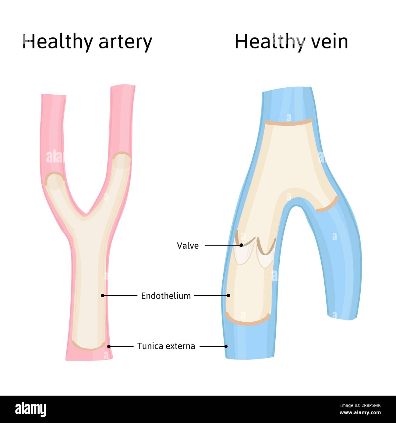 Valva vector vectors Stock Vector Images - Alamy