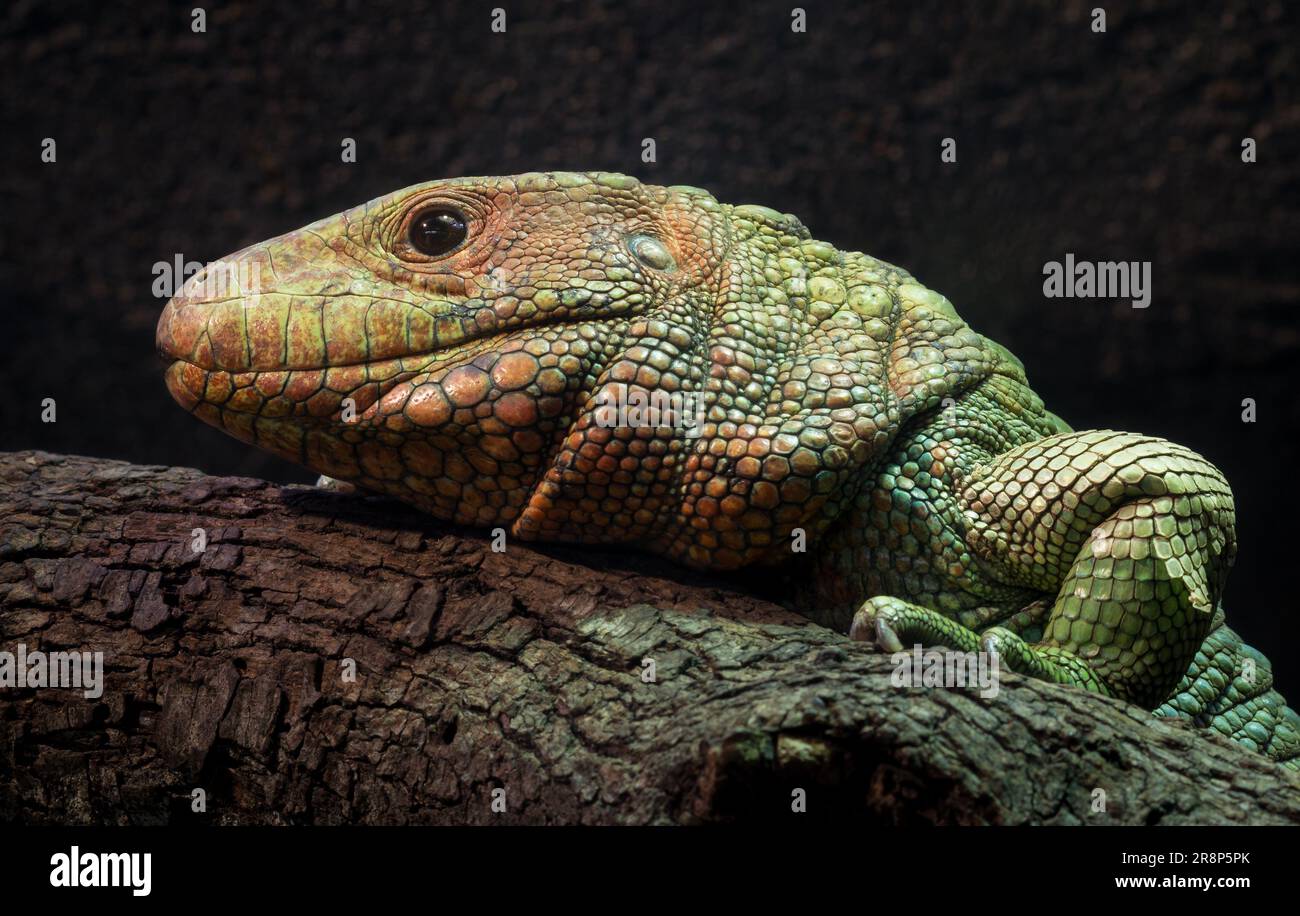 Northern Caiman Lizard Stock Photo - Alamy