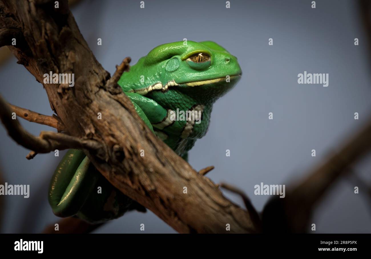 Dumpy frog hi-res stock photography and images - Alamy