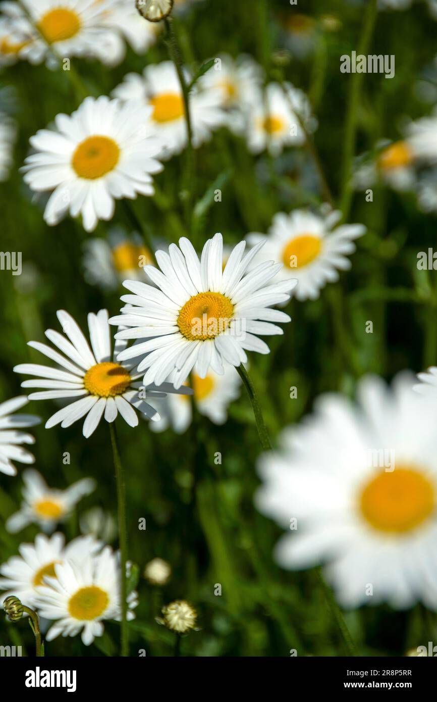 Field of daisies, close-up Stock Photo - Alamy