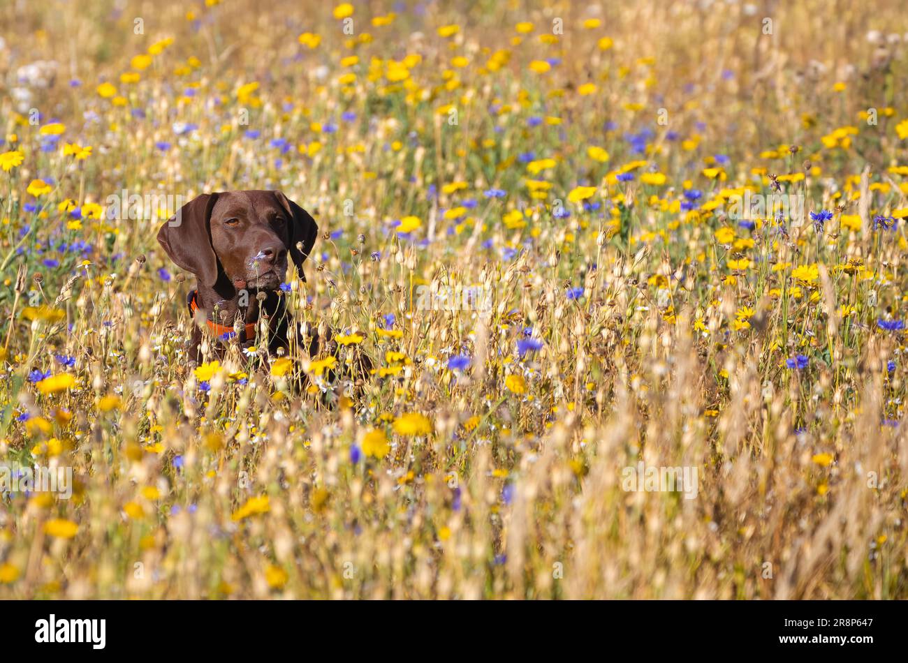 Happy german shorthaired pointer hi-res stock photography and images ...