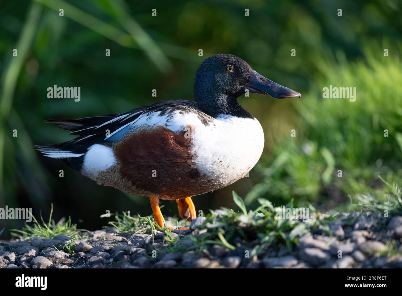 Drake Shoveler on a spring day in Minnesota Stock Photo - Alamy