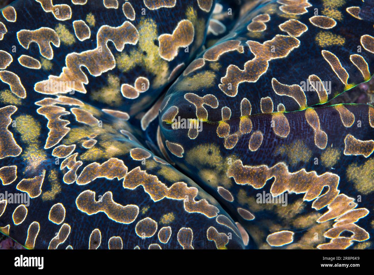 Detail of the beautiful pattern on the mantle of a giant clam, Tridacna ...