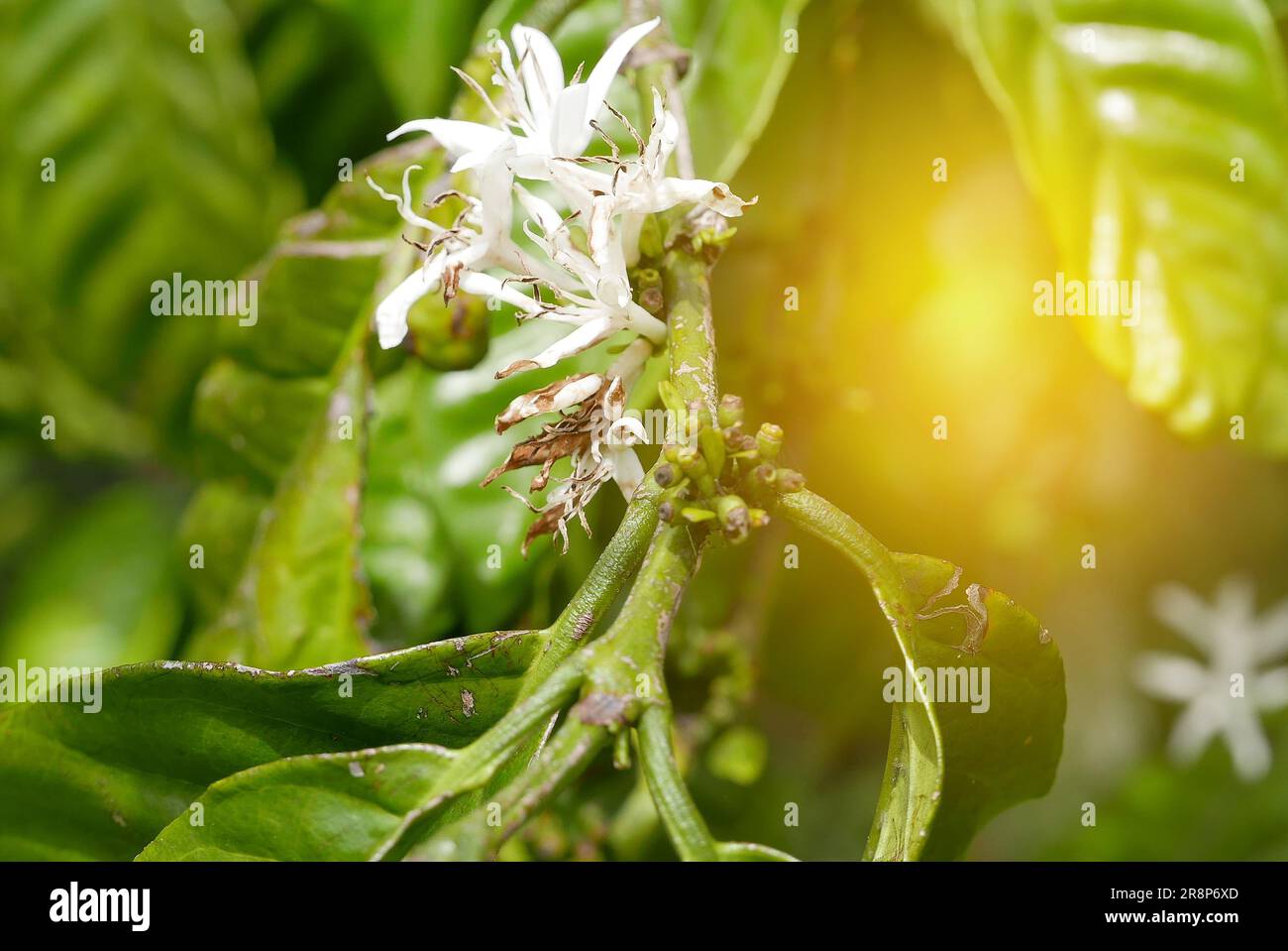Coffee arabica blossom hi-res stock photography and images - Alamy