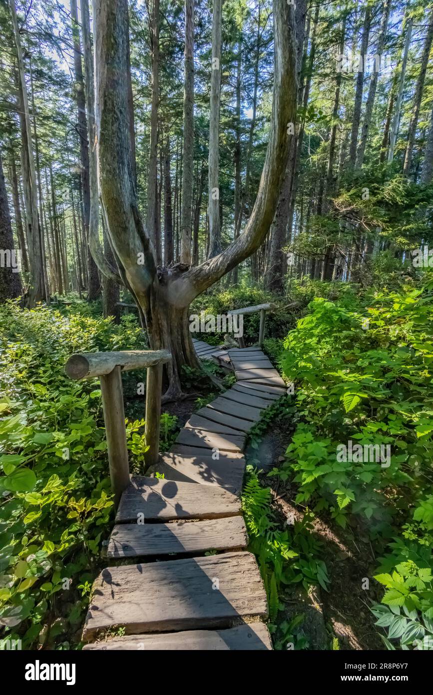 Cedar puncheon boardwalk along Cape Flattery Trail, Makah Nation ...