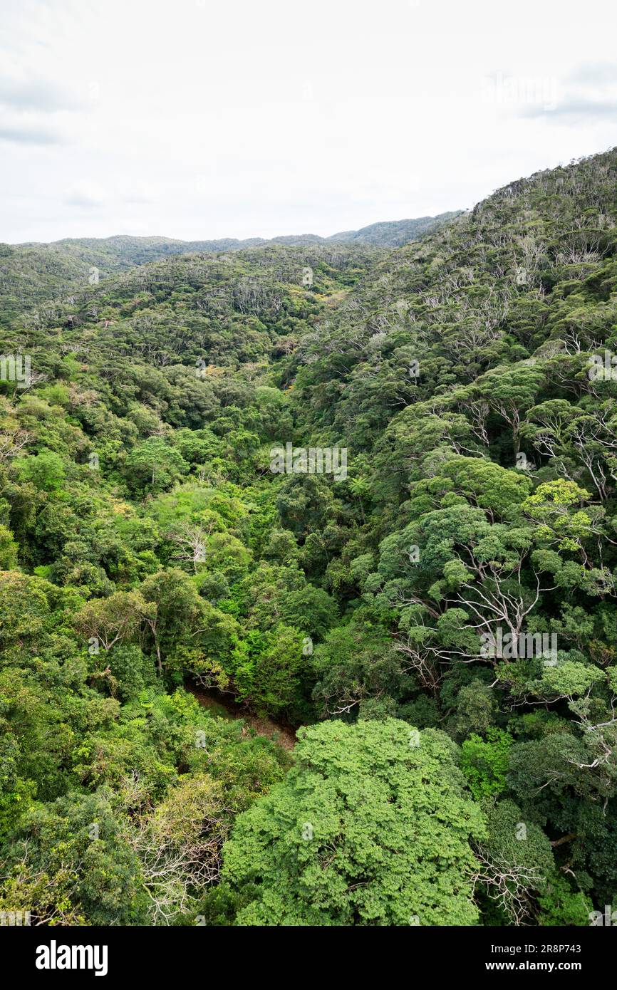 Okinawa island forest hi-res stock photography and images - Alamy