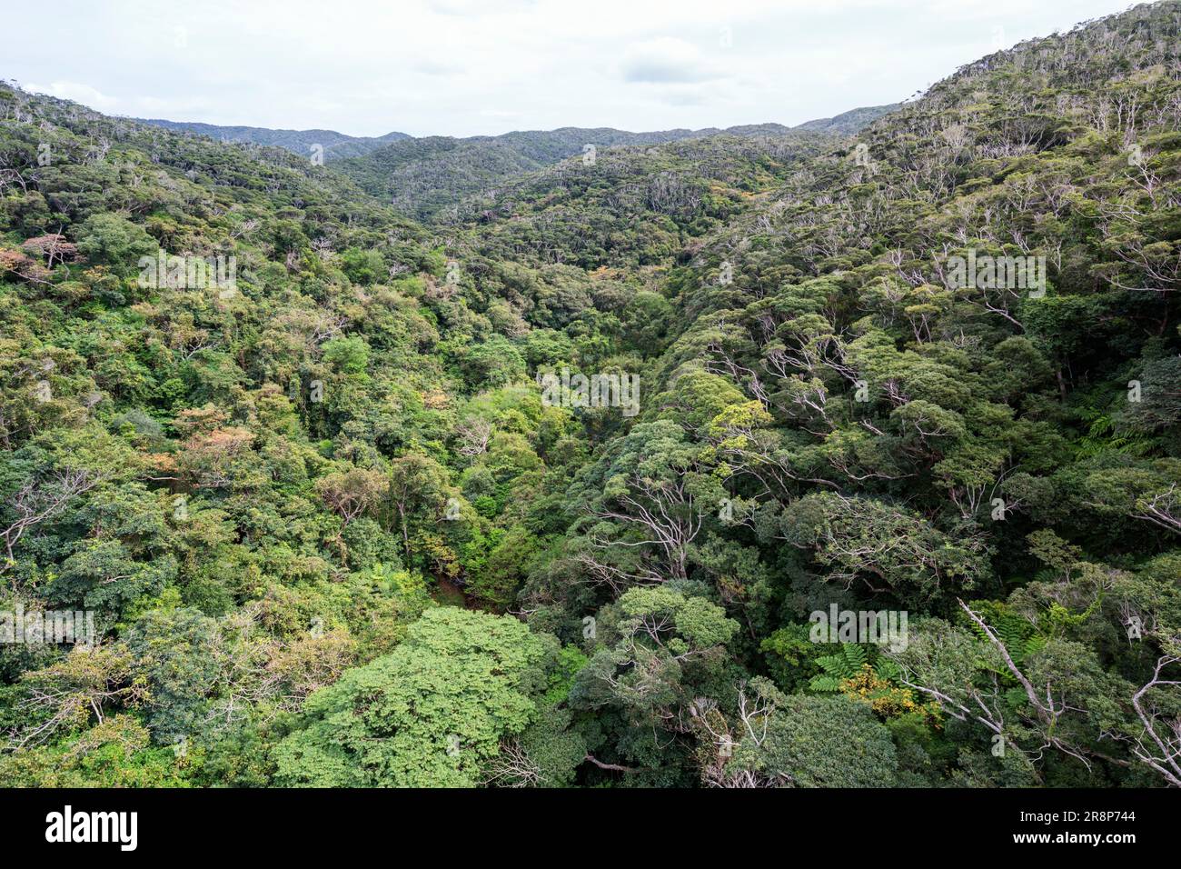 Yanbaru no mori hi-res stock photography and images - Alamy