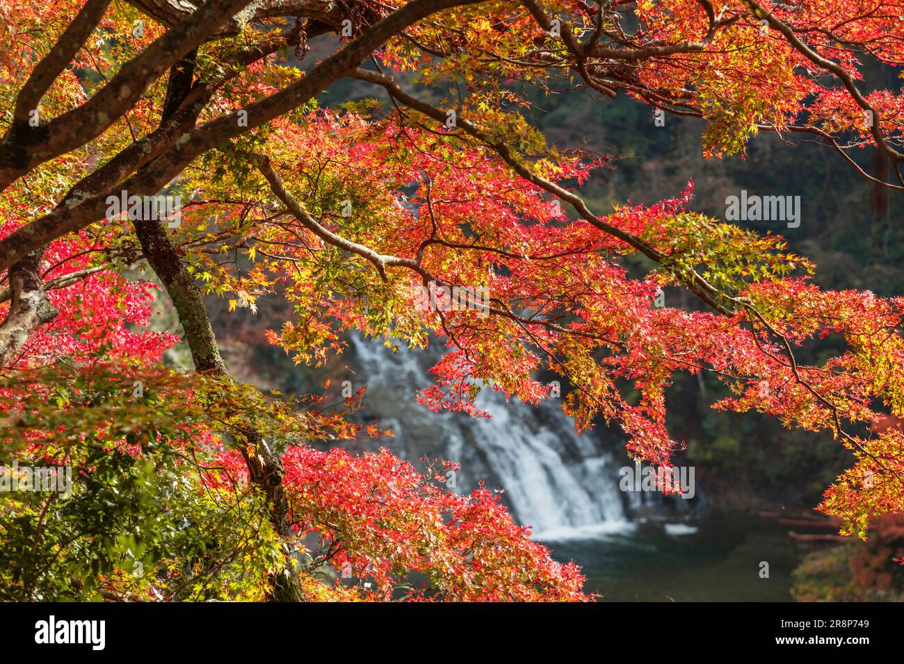 Awamata Falls in Yoro Gorge Stock Photo - Alamy