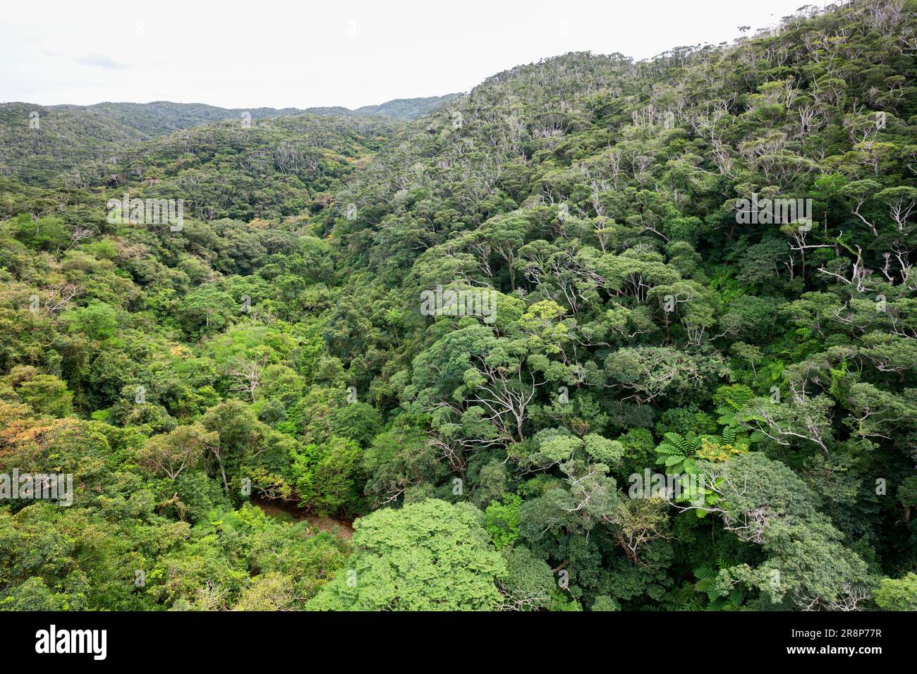 Yanbaru no mori hi-res stock photography and images - Alamy