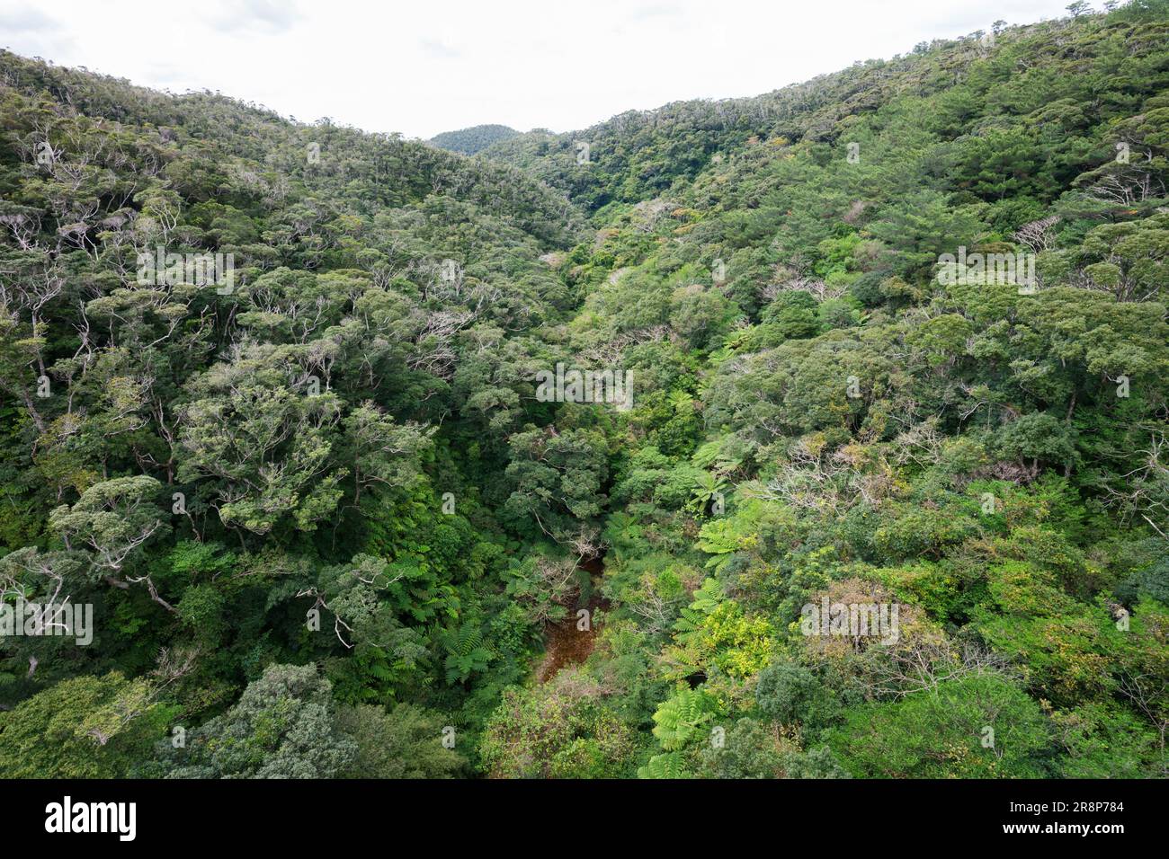 Okinawa island forest hi-res stock photography and images - Alamy