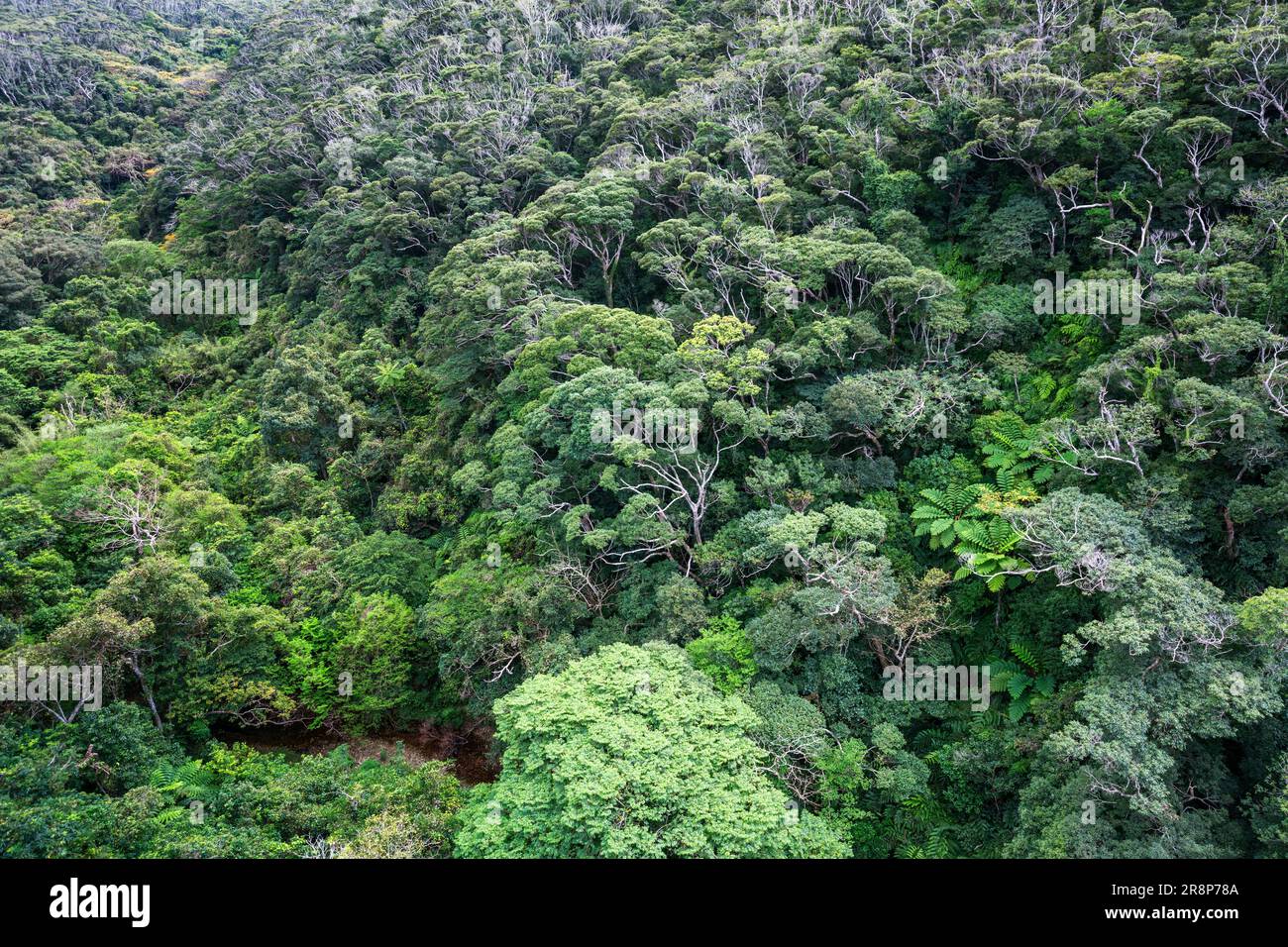 Yanbaru no mori hi-res stock photography and images - Alamy