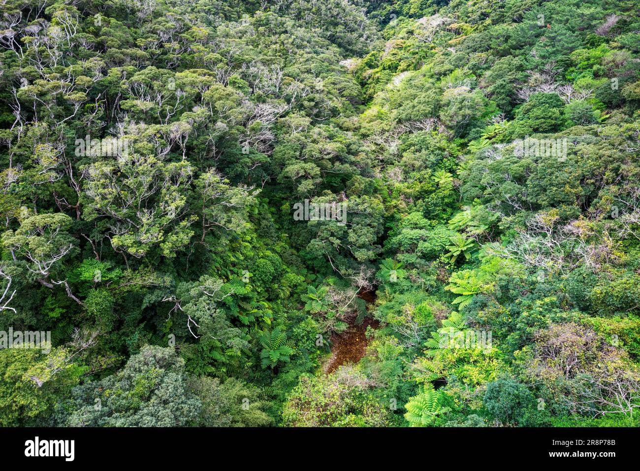 Yanbaru no mori hi-res stock photography and images - Alamy